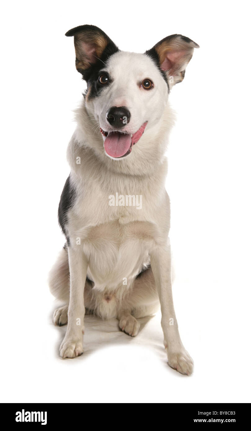 Border Collie Single adult sitting in studio UK Stock Photo - Alamy