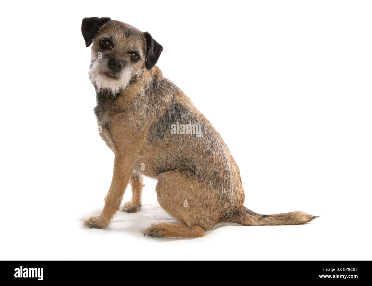 Border terrier hi-res stock photography and images - Alamy