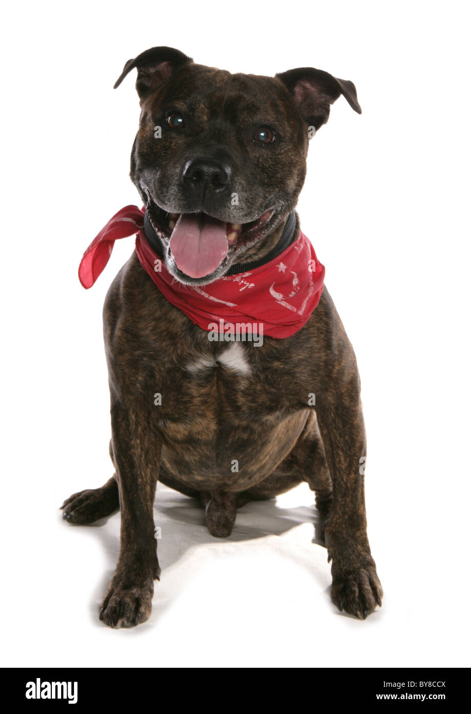 Male staffordshire bull terrier hi-res stock photography and images - Alamy