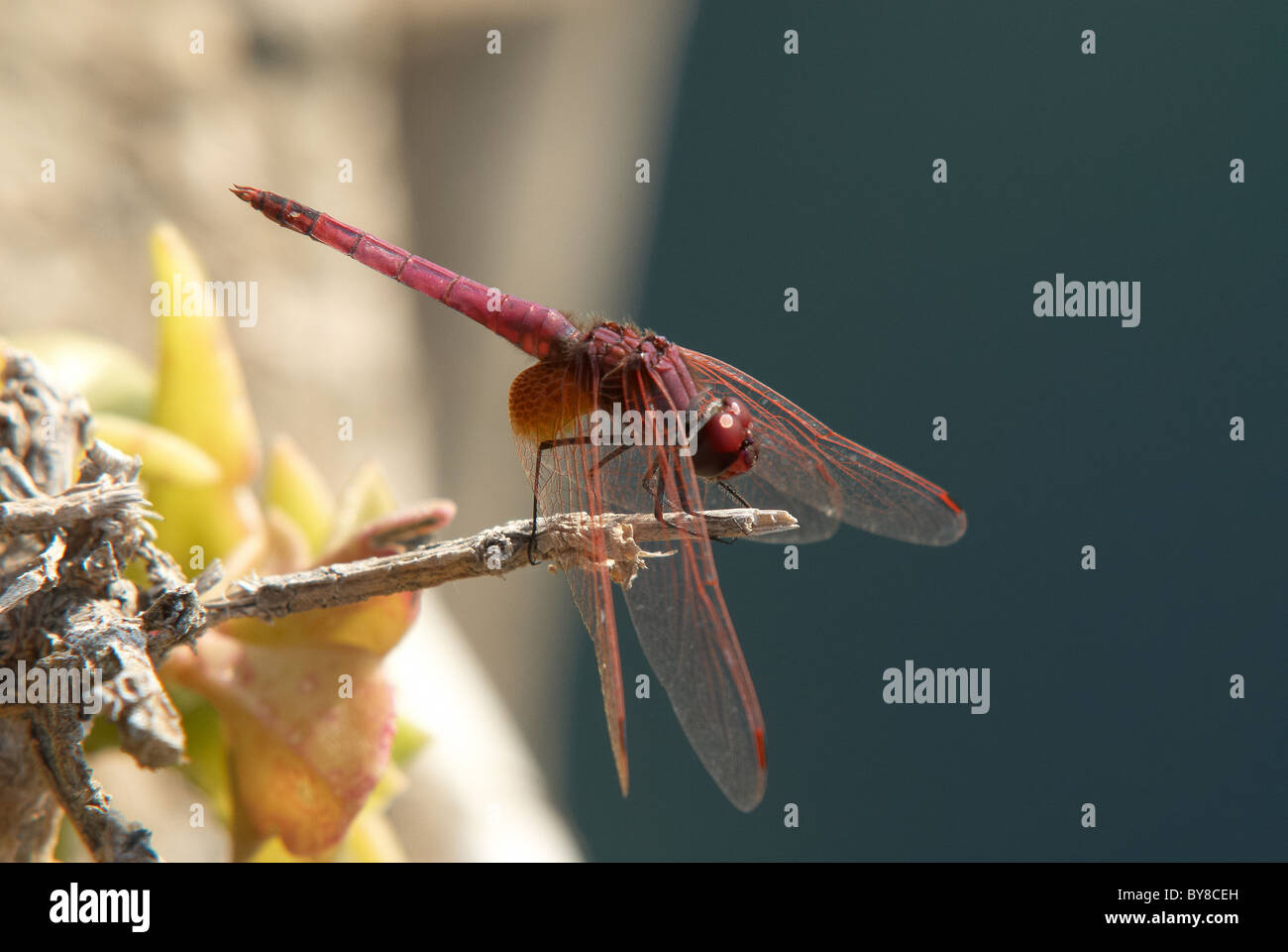 Dragonfly captured hi-res stock photography and images - Alamy