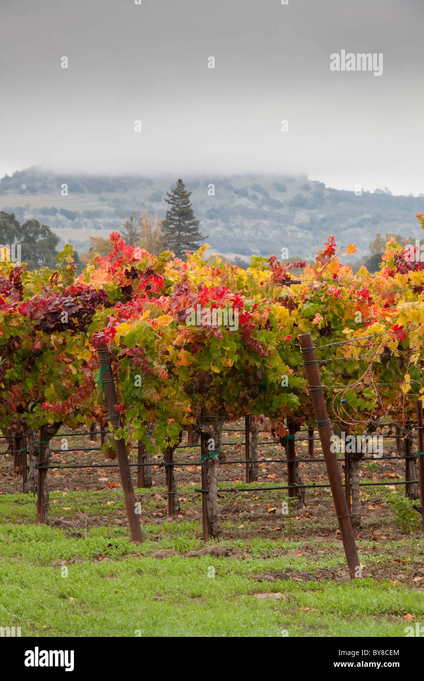 With fog-shrouded hills in the distance, grape vines in California's ...