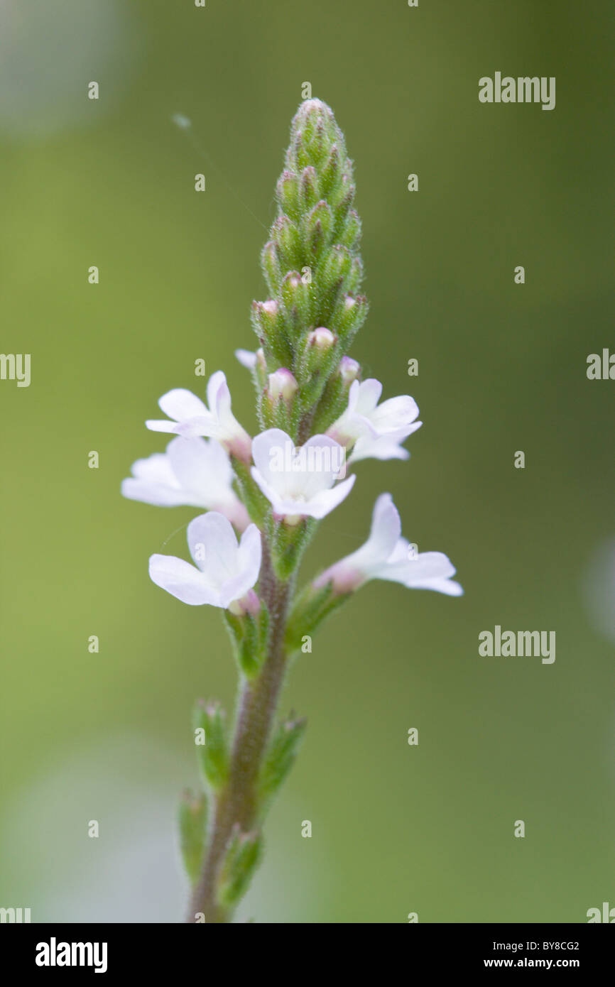 Vervain, Verbena officinalis flowers Stock Photo - Alamy