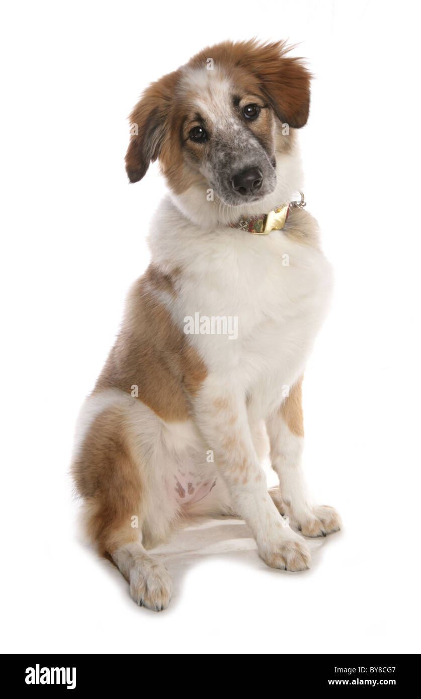 Border Collie Single adult female sitting in studio UK Stock Photo - Alamy