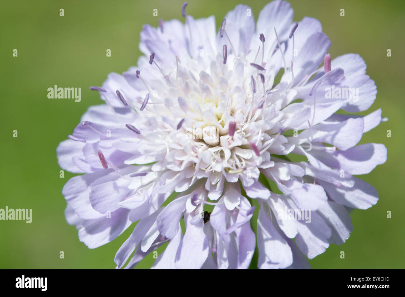 Field Scabious, Knautia arvensis flower Stock Photo - Alamy