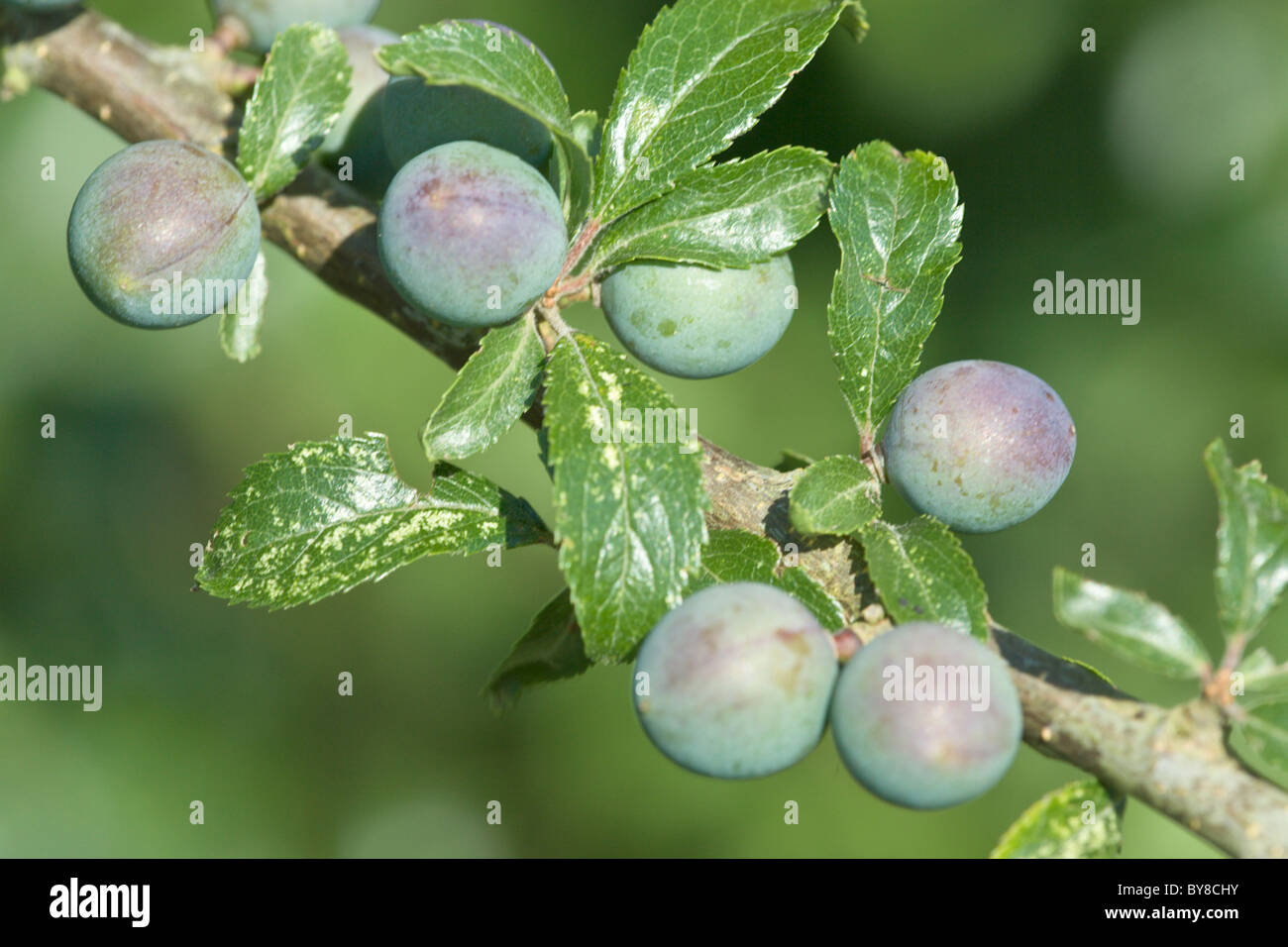 Sloe berries on Blackthorn, Prunus spinosa Stock Photo - Alamy