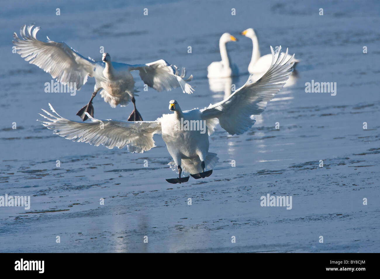 Landing in wetland hi-res stock photography and images - Alamy