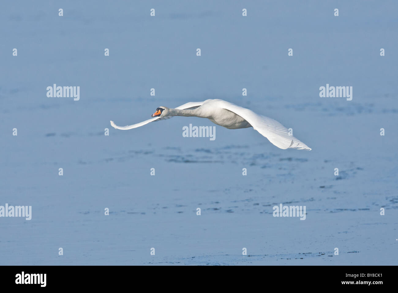 Swan lifting off hi-res stock photography and images - Alamy