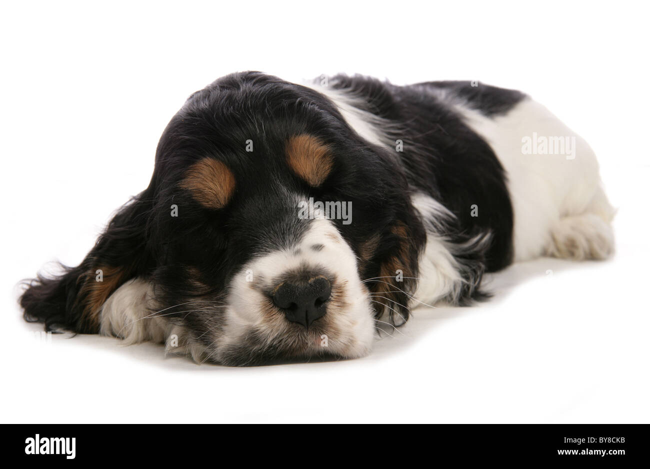 Sleeping spaniel puppy hi-res stock photography and images - Alamy