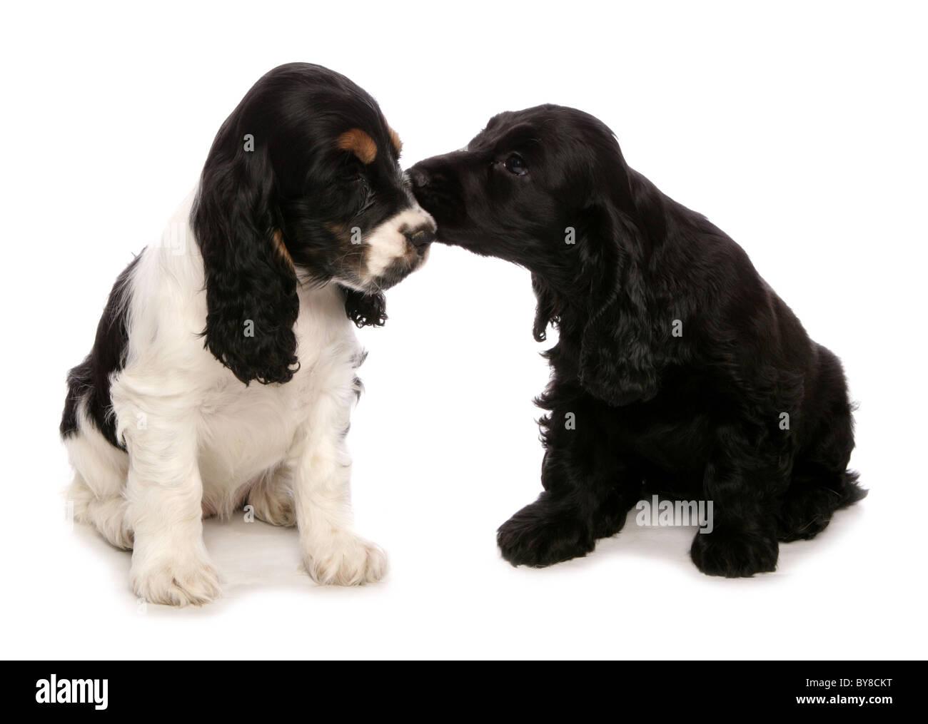 Two puppies hi-res stock photography and images - Alamy
