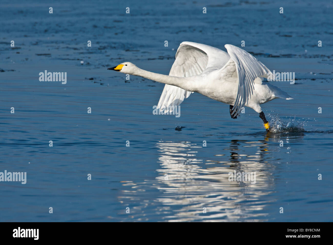 Whooper swan taking off Stock Photo - Alamy