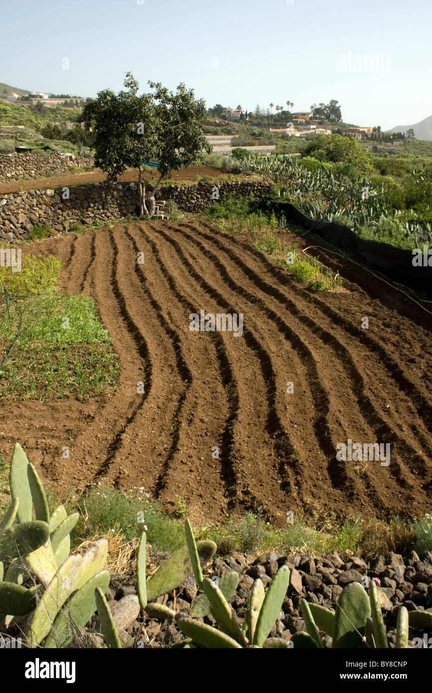 country farm with ploughed field in Arona, Tenerife, Canary Islands ...