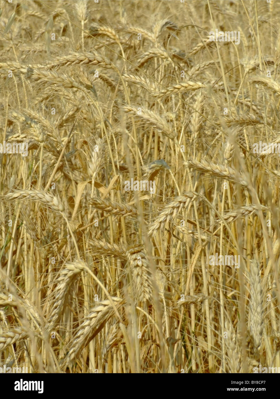 Golden wheat ready for harvest Stock Photo - Alamy