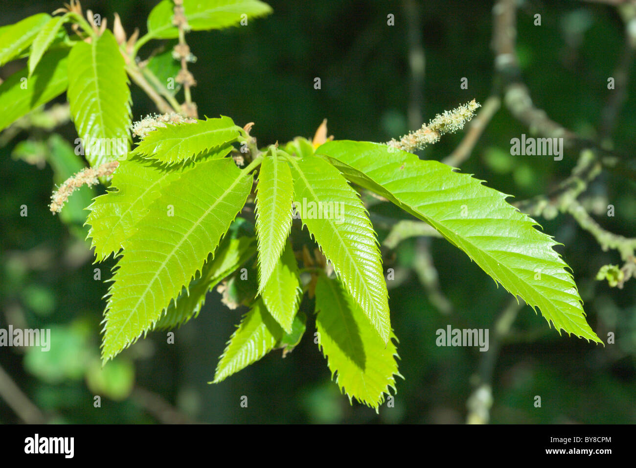 Sweet chestnut, Castanea sativa leaves Stock Photo - Alamy