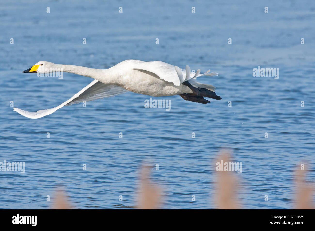 Swan lifting off hi-res stock photography and images - Alamy