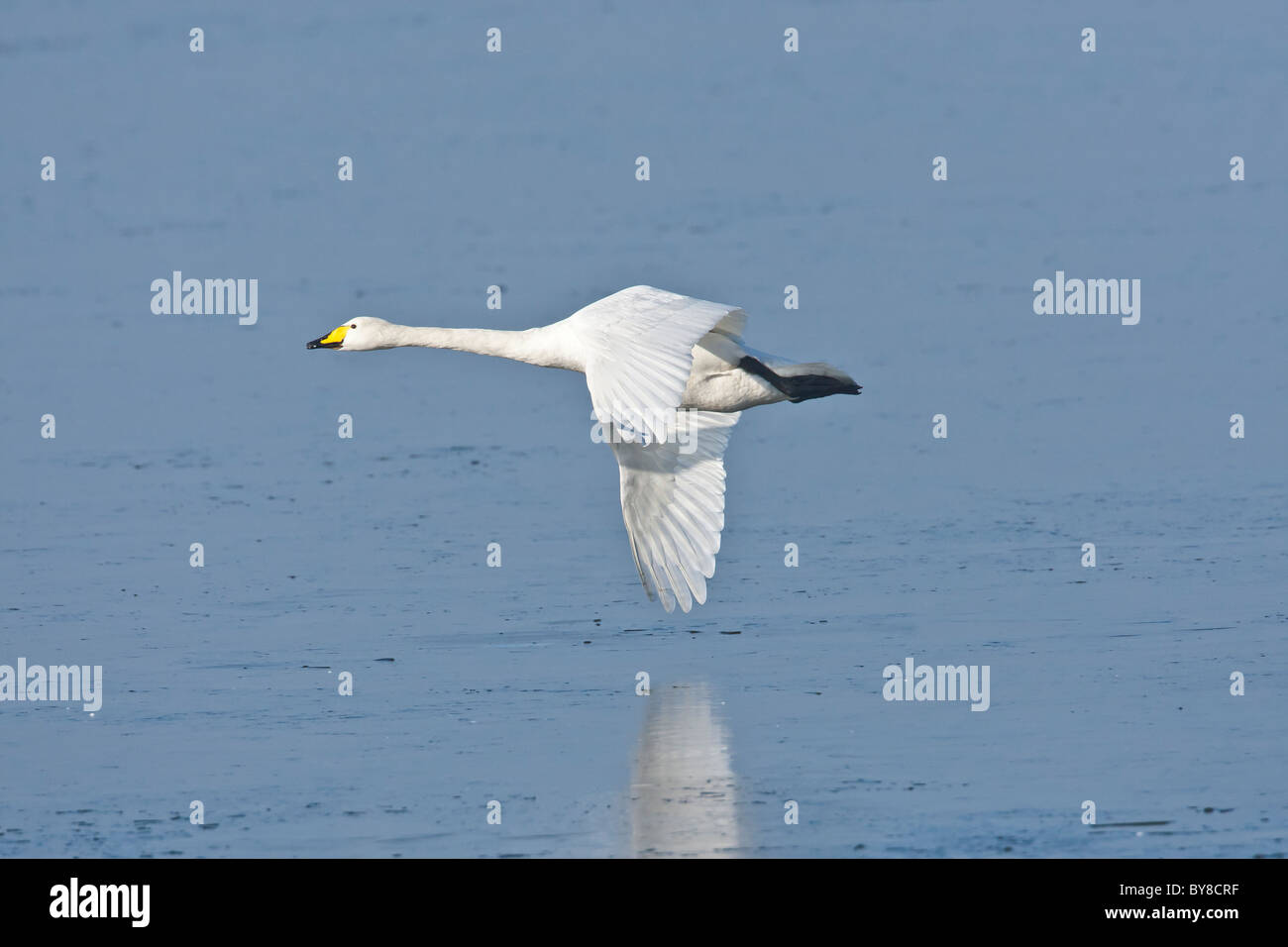 Swan lifting off hi-res stock photography and images - Alamy