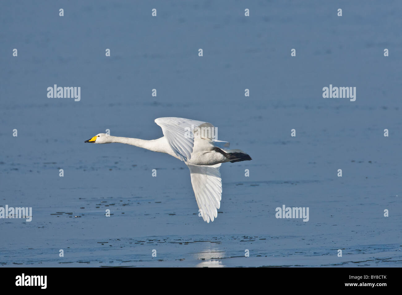 Whooper swan taking off Stock Photo - Alamy