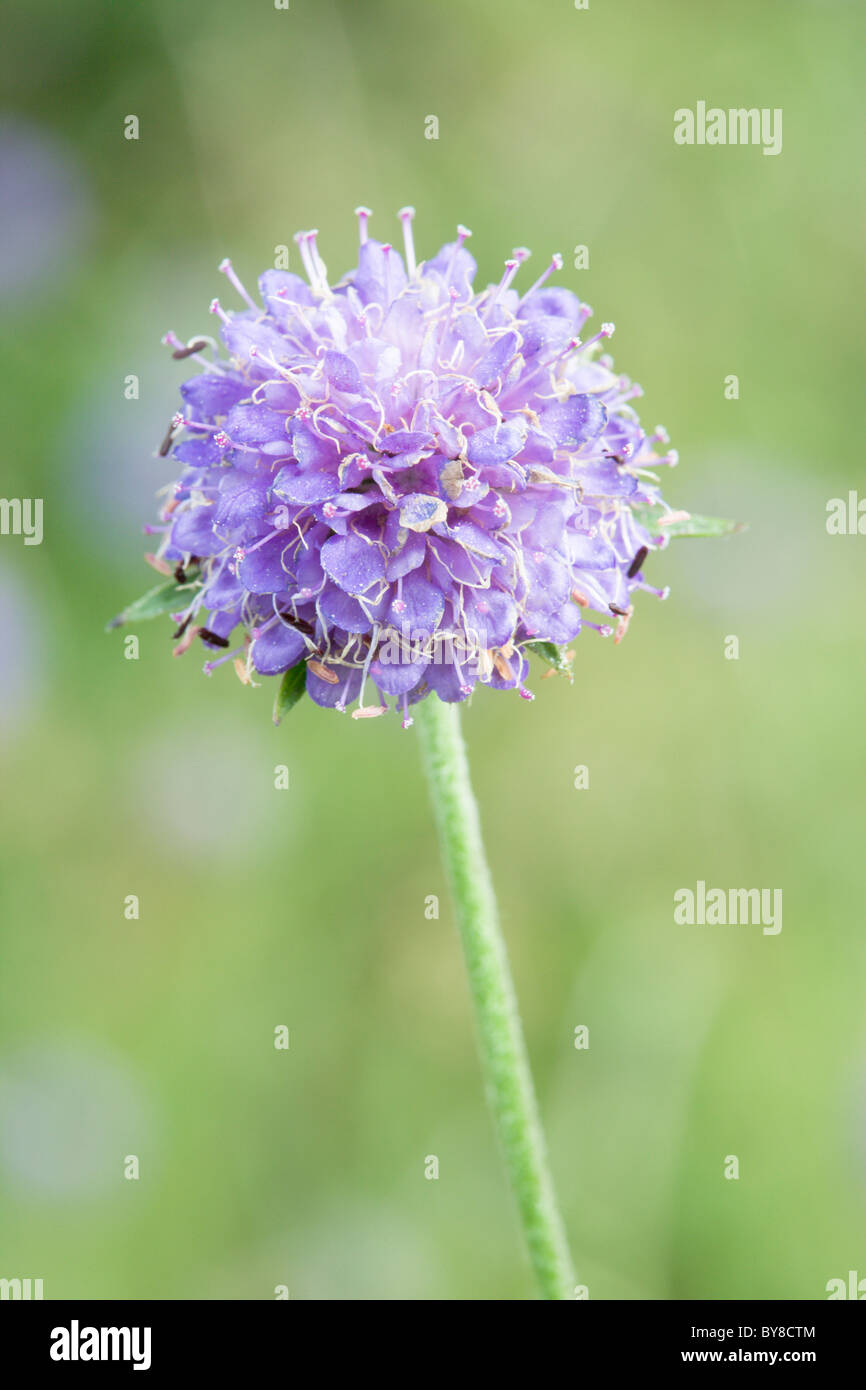 Devil’s bit scabious Succisa pratensis, flower Stock Photo - Alamy