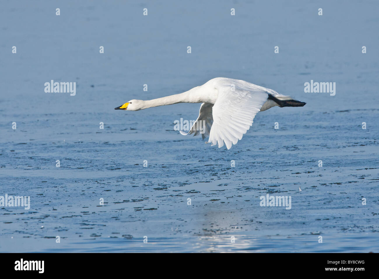 Whooper swan taking off Stock Photo - Alamy
