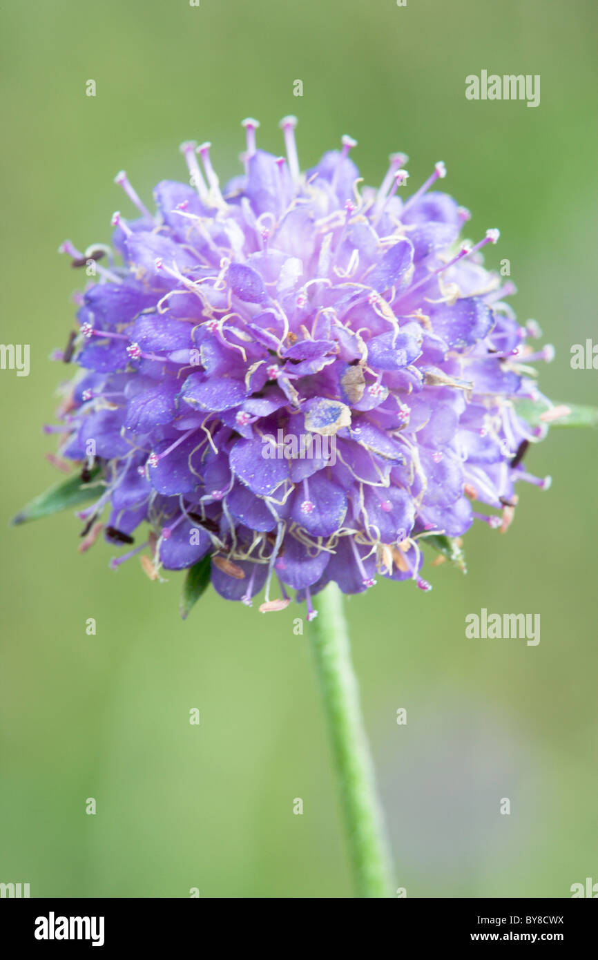 Devil’s bit scabious, Succisa pratensis, flower Stock Photo - Alamy