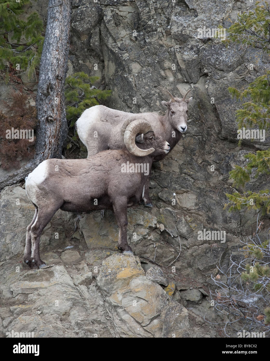 Bighorn Sheep during winter Stock Photo - Alamy