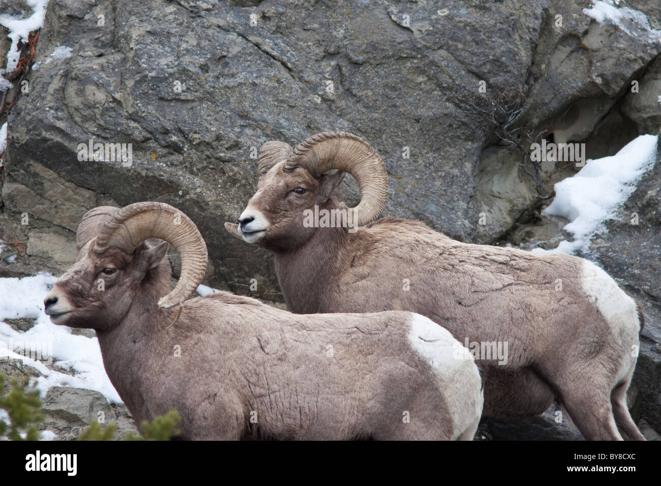 Bighorn Sheep during winter Stock Photo - Alamy