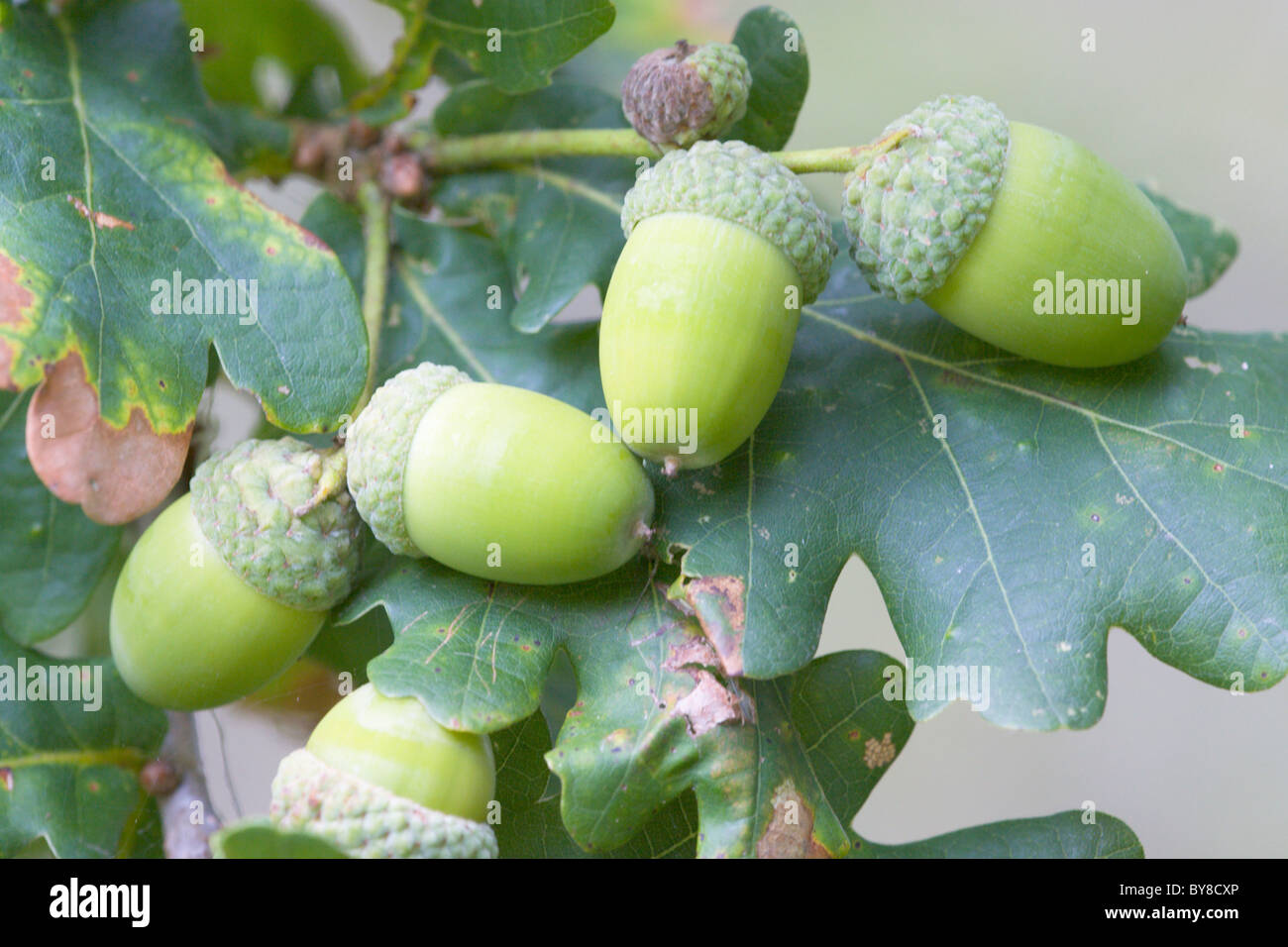 English or Pedunculate Oak Quercus robur acorns Stock Photo - Alamy