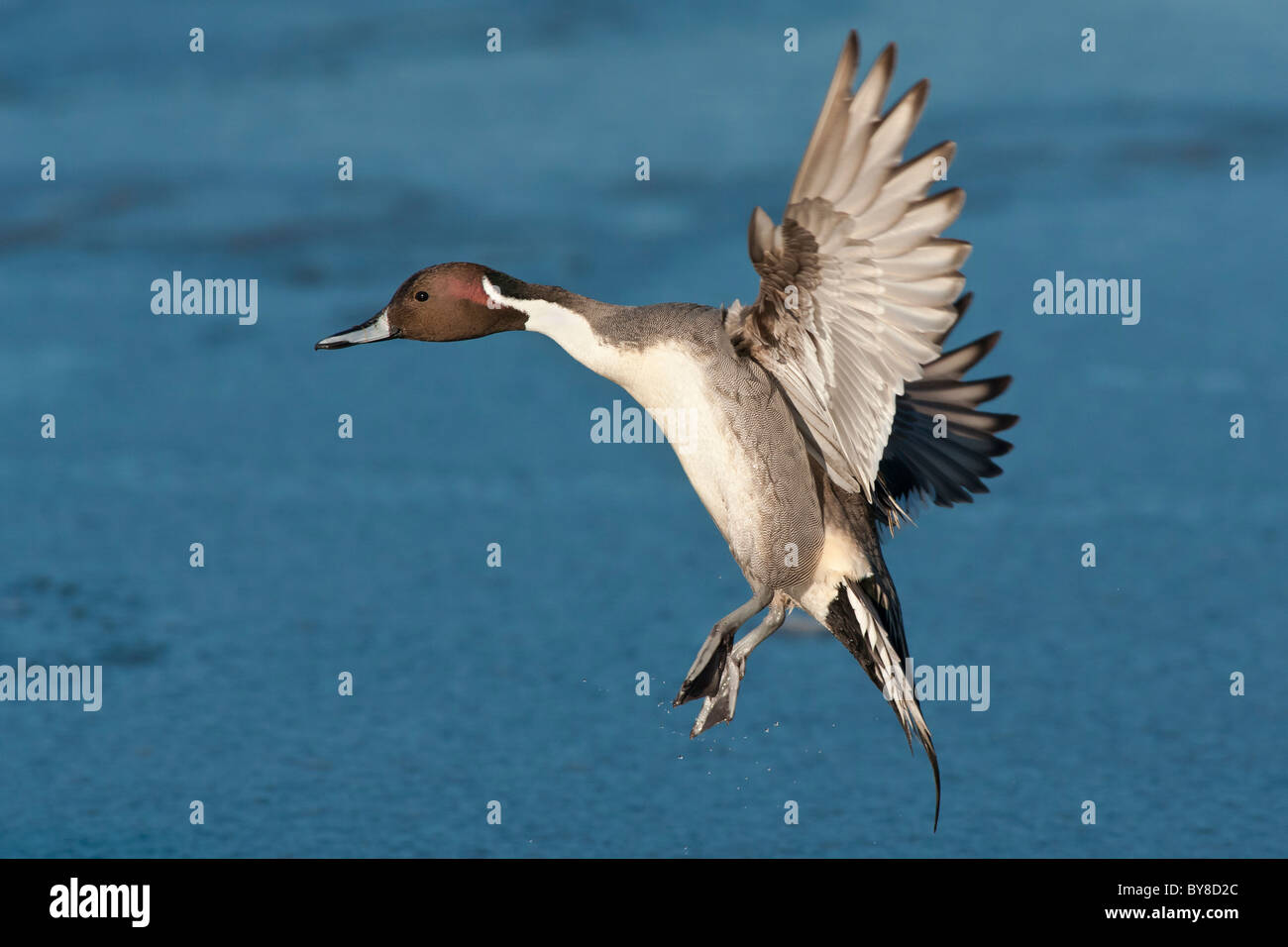 Pintail Ducks Landing