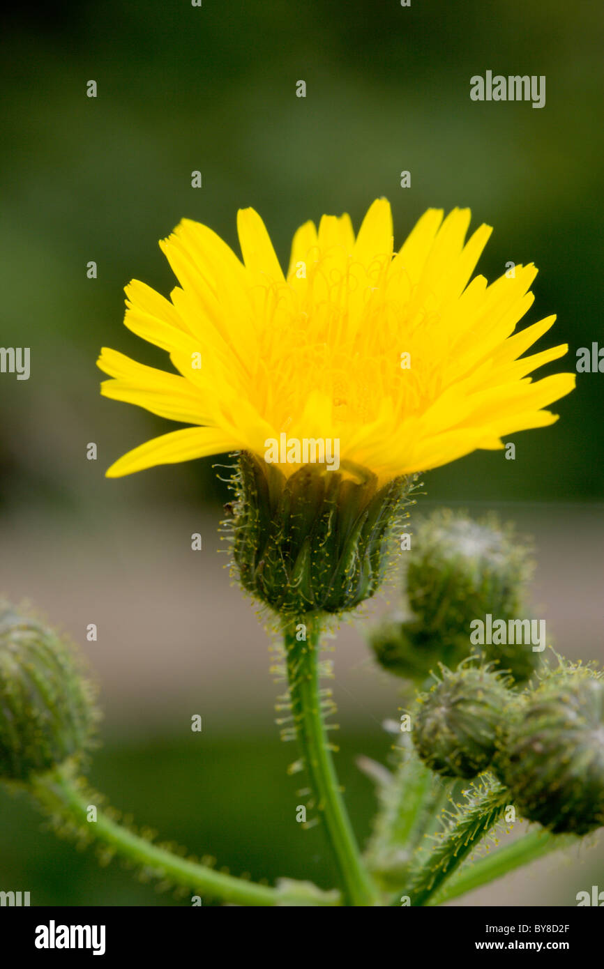 Common Hawkweed flowers Hieracium vulgatum Stock Photo - Alamy