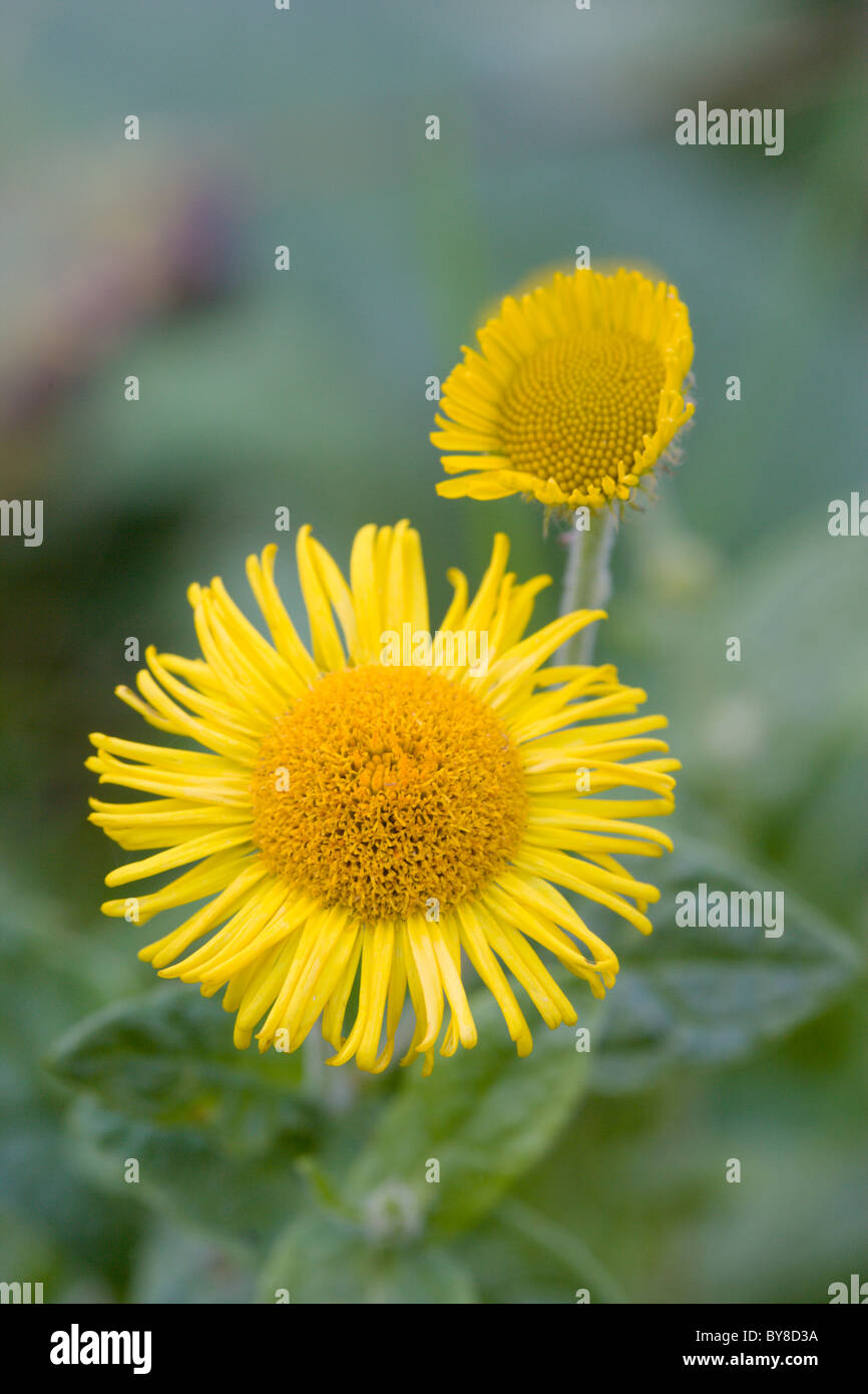 Common Fleabane, Pulicaria dysenterica flowers Stock Photo - Alamy