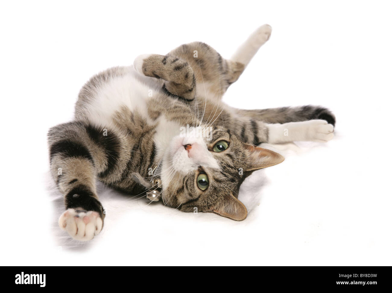 Adult cat playing hi-res stock photography and images - Alamy