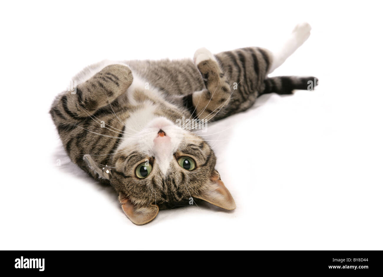 Adult cat rolling in hi-res stock photography and images - Alamy