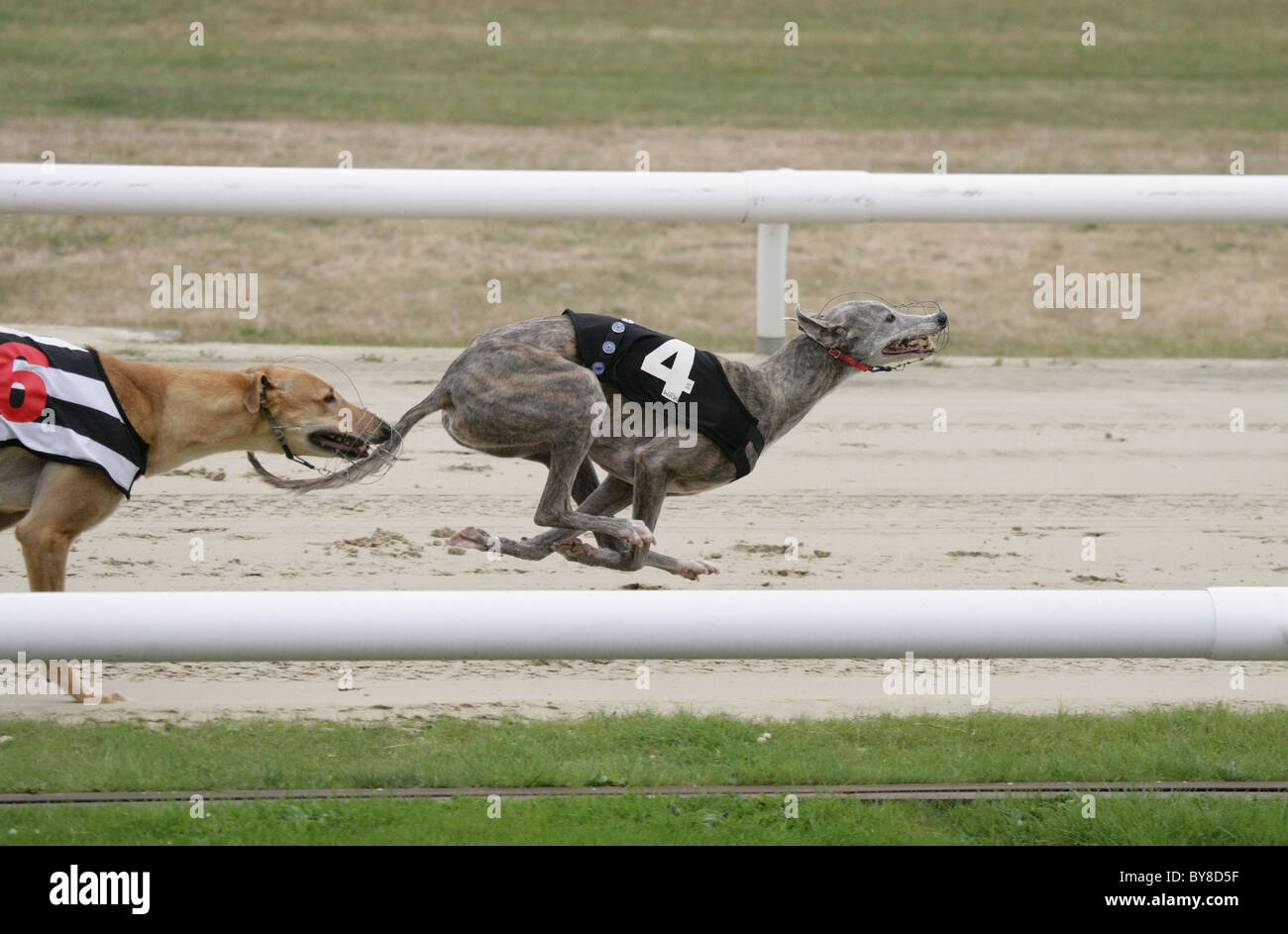 Greyhound Racing Uk High Resolution Stock Photography and Images - Alamy