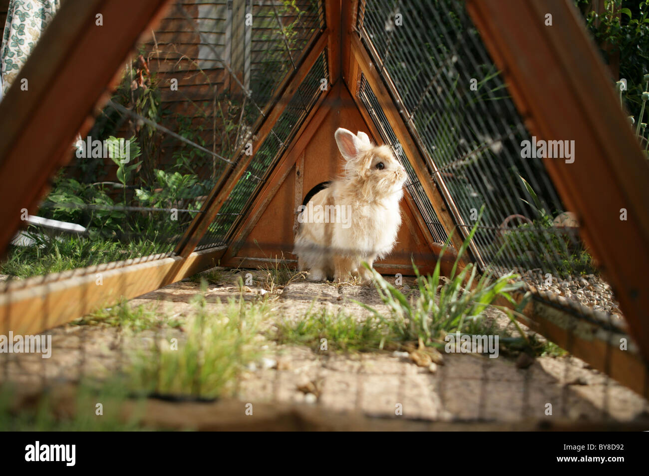 Run rabbit hi-res stock photography and images - Alamy