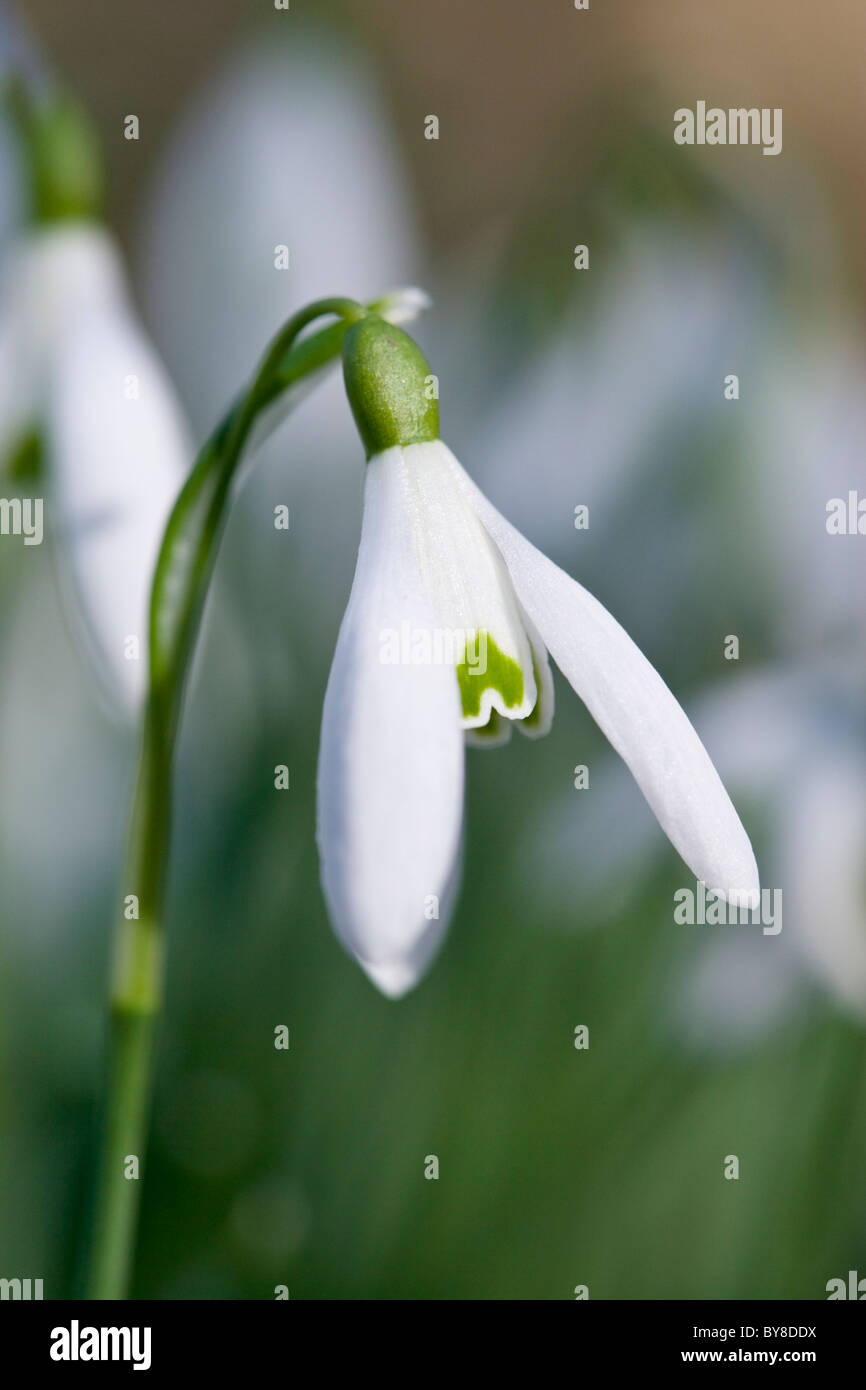Close up single snowdrop hi-res stock photography and images - Alamy