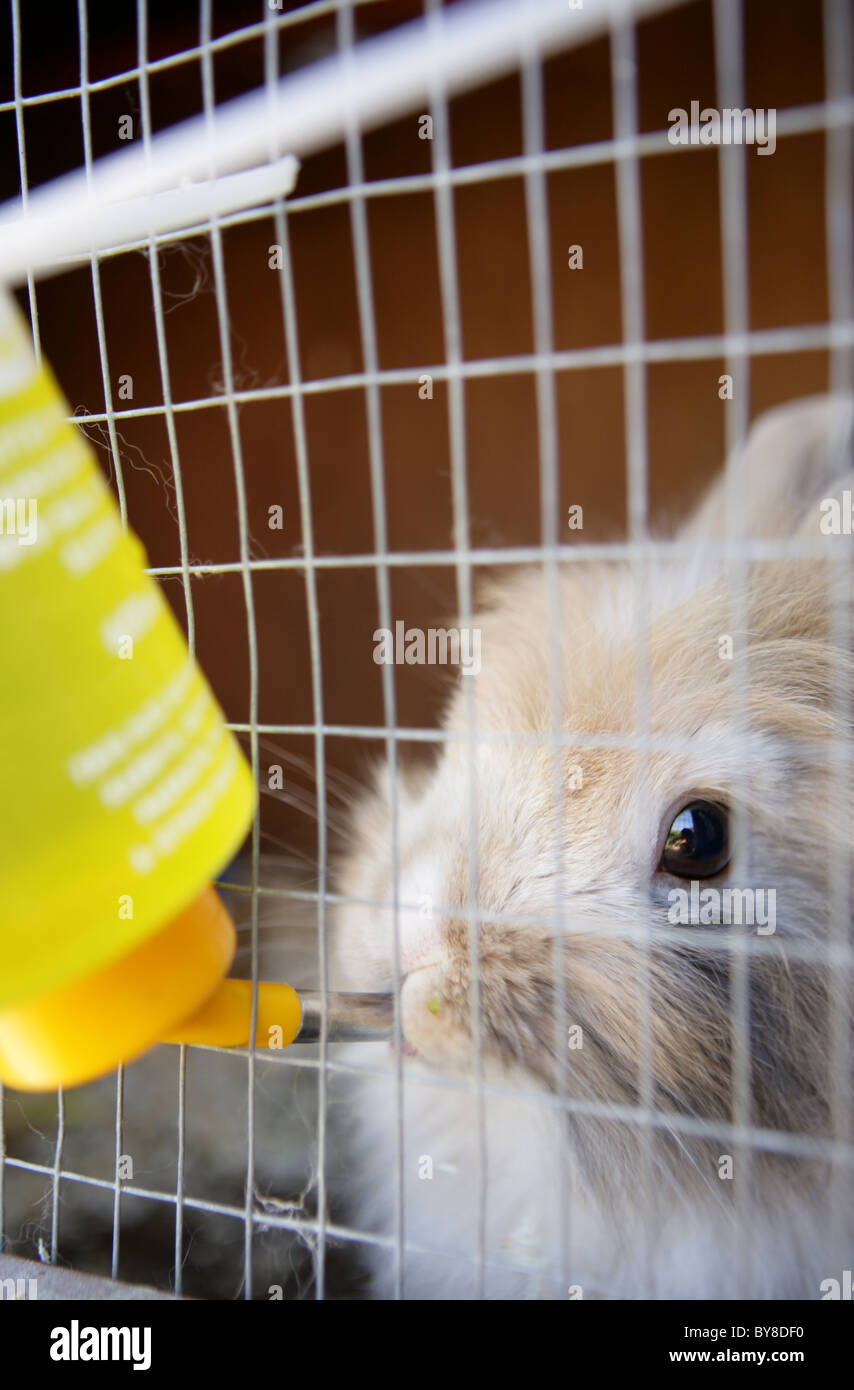 Rabbit drinking water hi-res stock photography and images - Alamy
