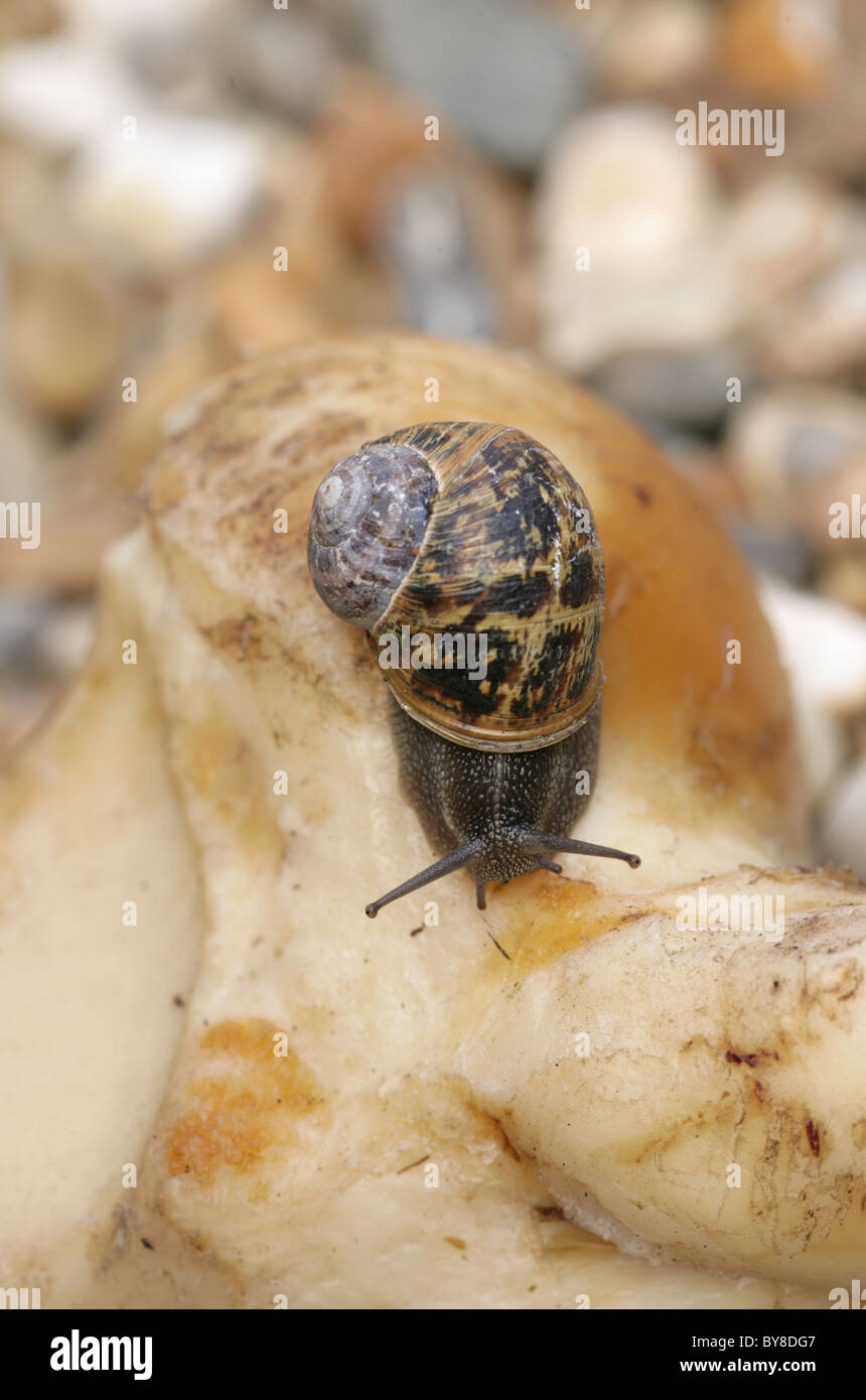 Common Garden Snail Helix aspersa Single adult on dog bone UK Stock ...