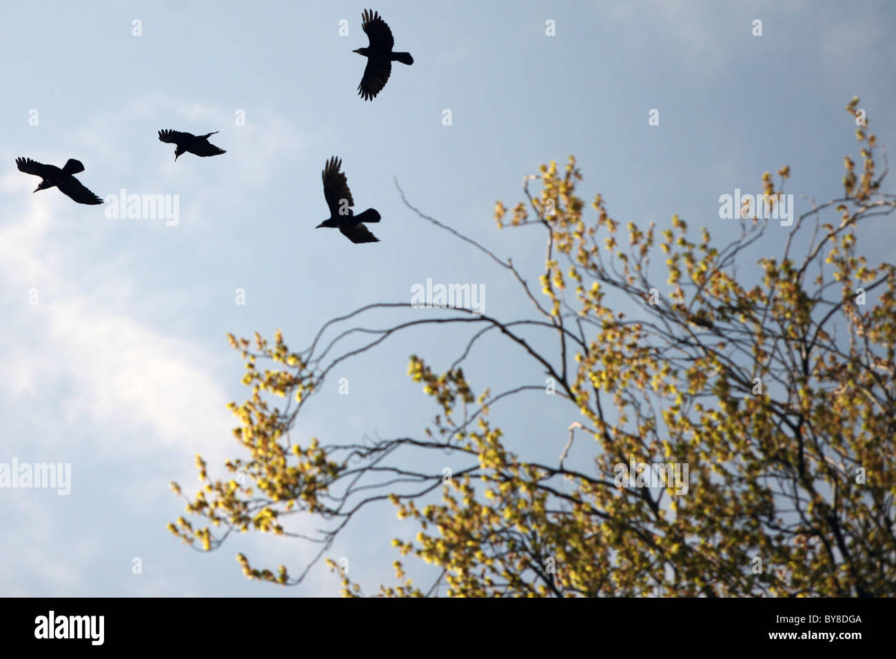 rooks against sky Stock Photo - Alamy