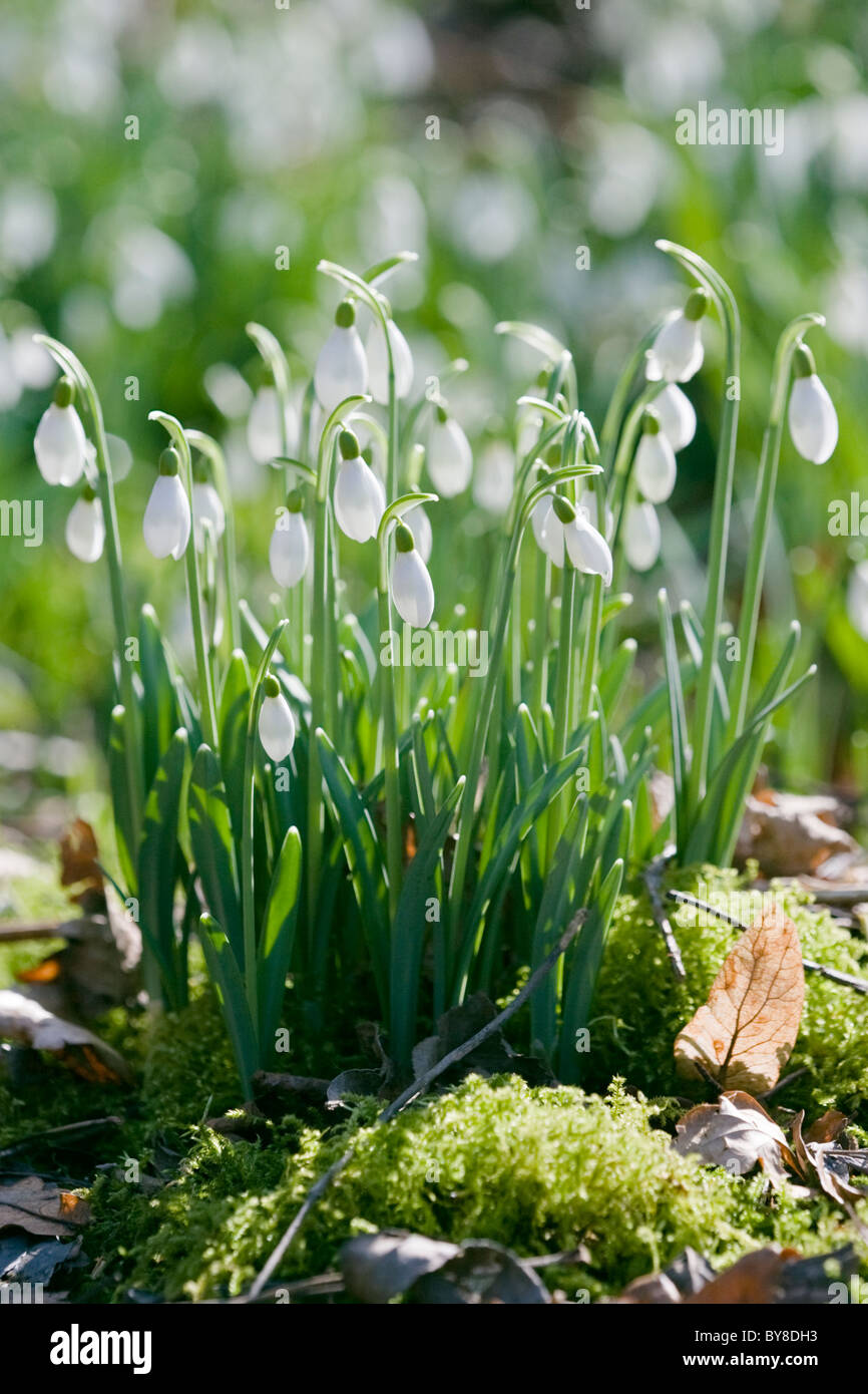 Snowdrop, Galanthus nivalis, flowers on woodland floor Stock Photo - Alamy