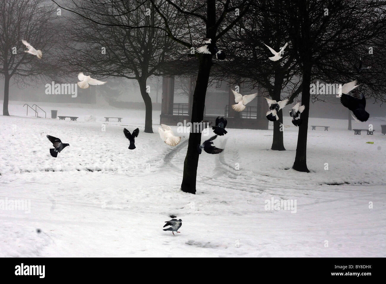 Snow and birds in South Park , Macclesfield Stock Photo - Alamy