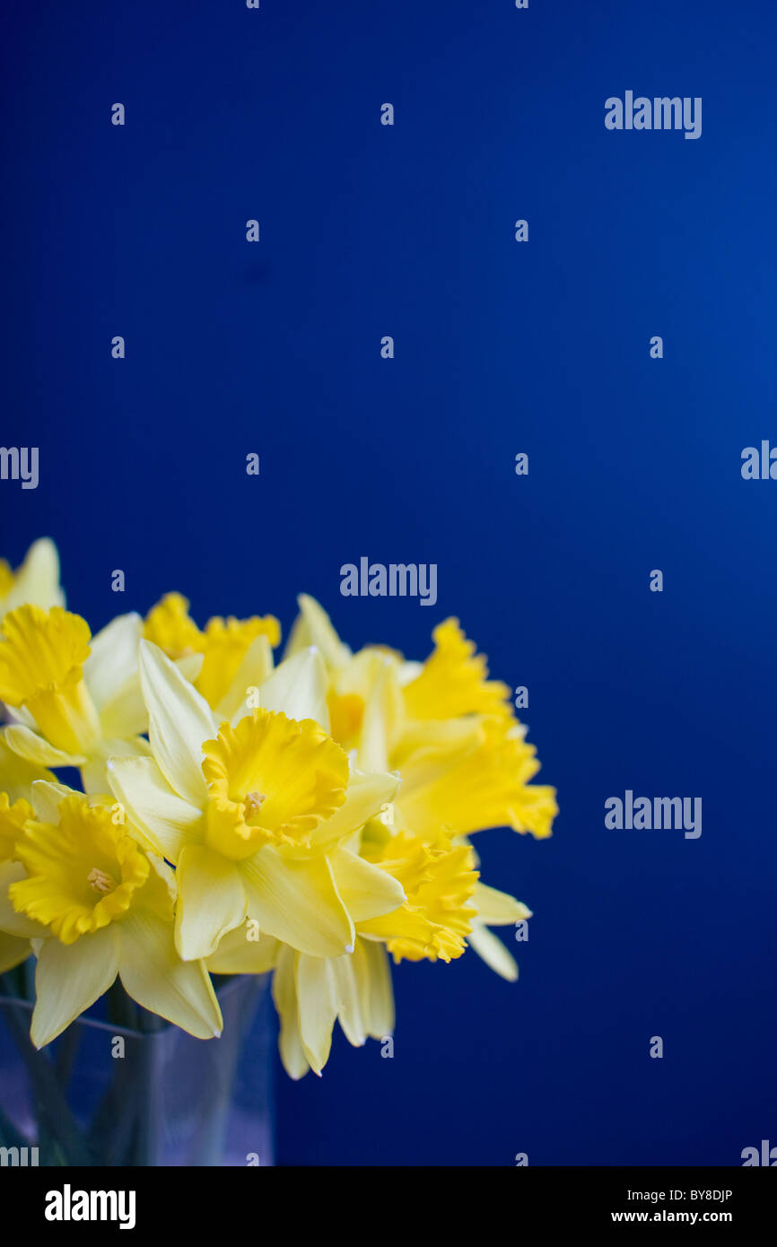 Portrait of daffodils on blue background Stock Photo - Alamy
