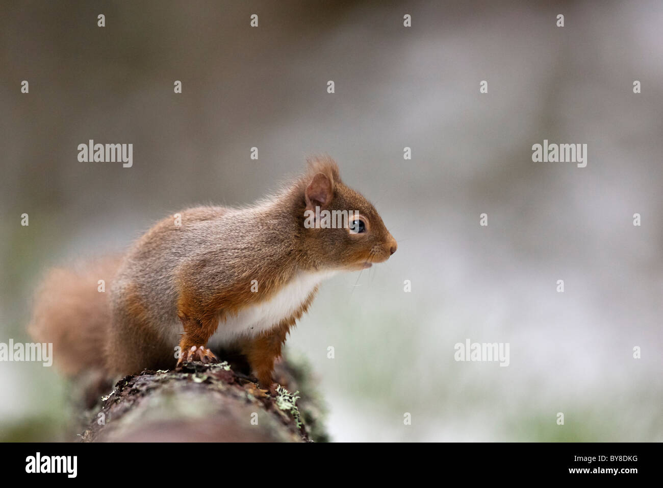 Squirrel perching hi-res stock photography and images - Alamy
