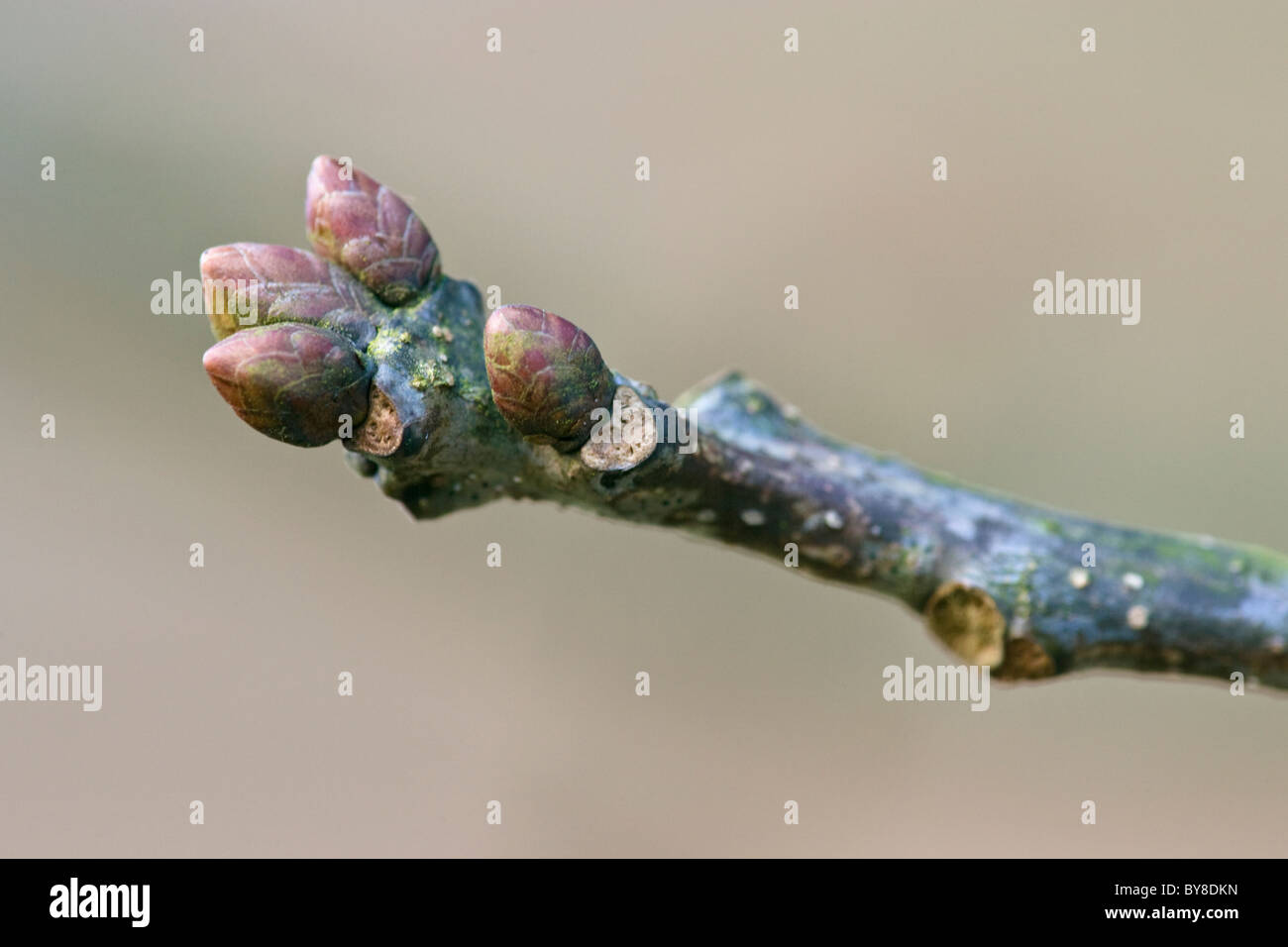English buds hi-res stock photography and images - Alamy