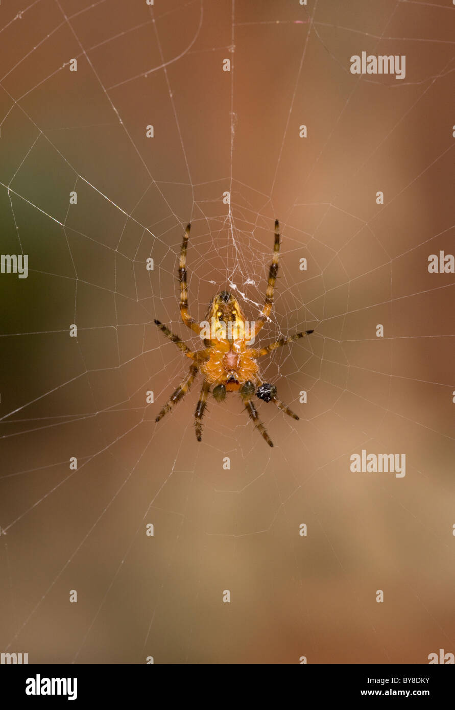 Garden Spider Araneus diadematus Underneath of single adult female in ...