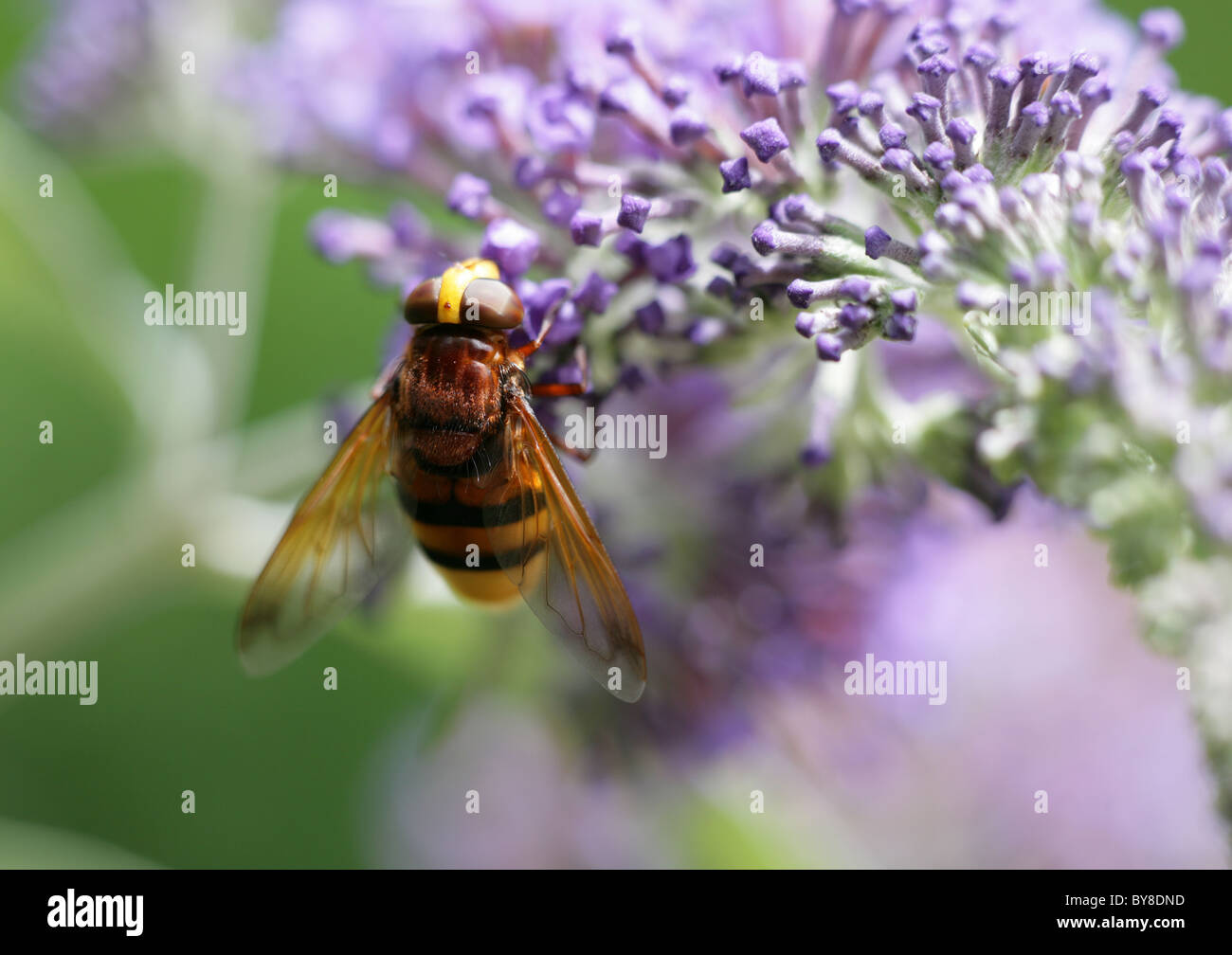 Hornet Mimic Hoverfly Volucella zonaria Single adult feeding on ...