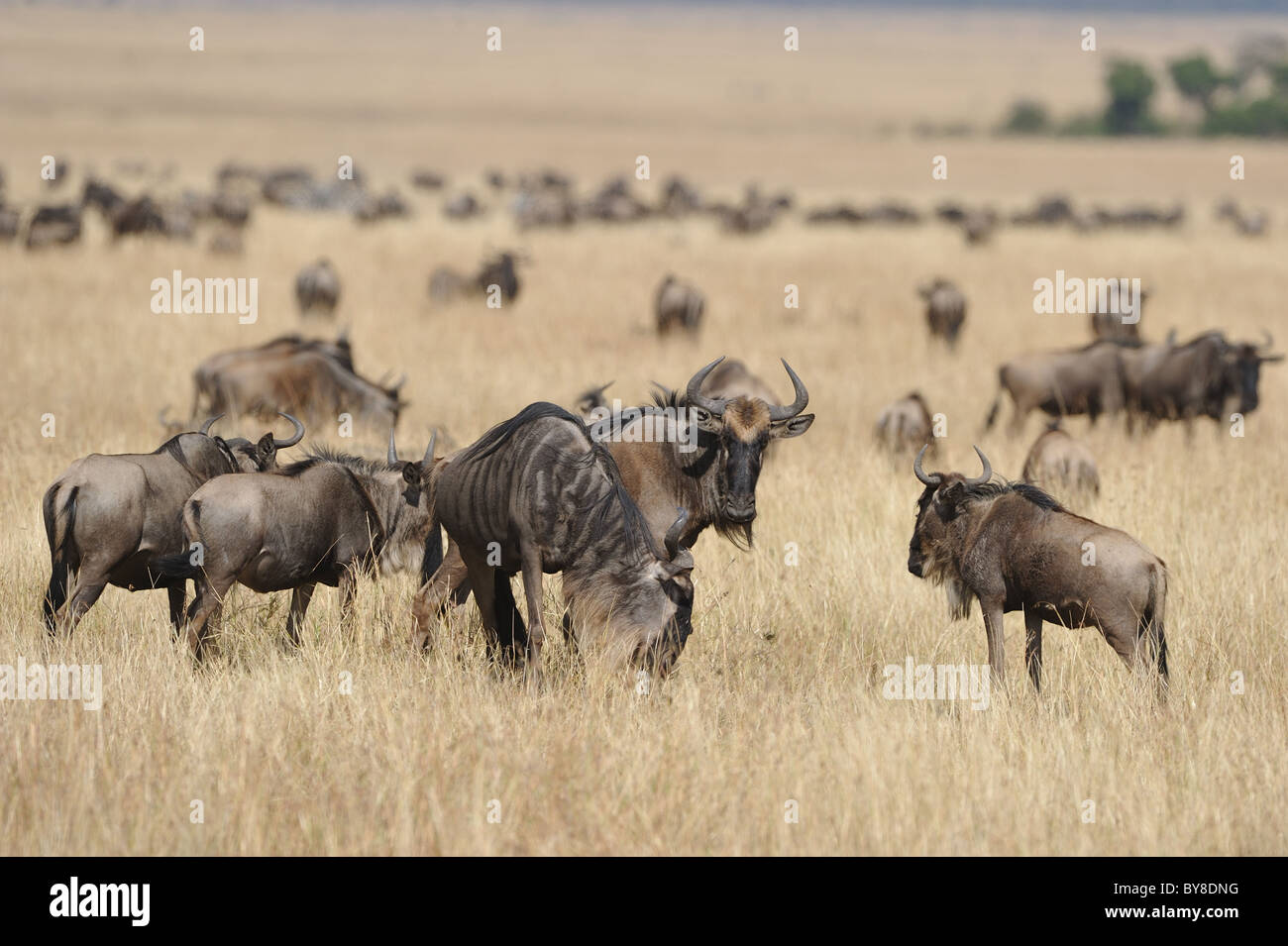 Blue wildebeest eating grass hi-res stock photography and images - Alamy