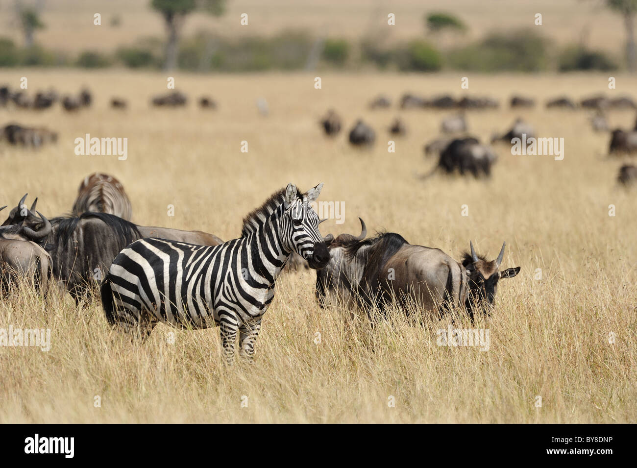 Migrating wildebeest and zebra hi-res stock photography and images - Alamy
