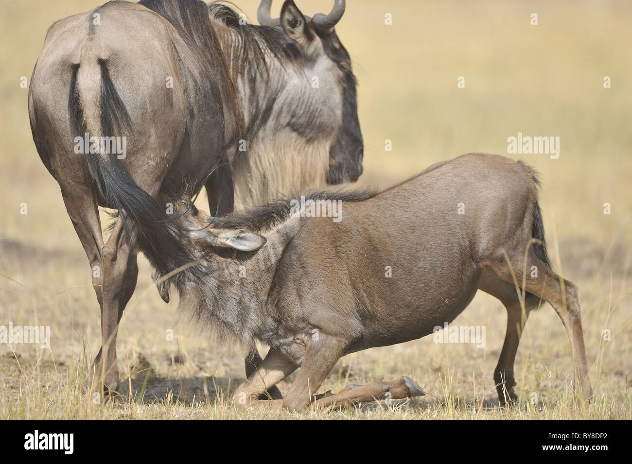 Blue wildebeest - Brindled gnu - Common wildebeest (Connochaetes ...