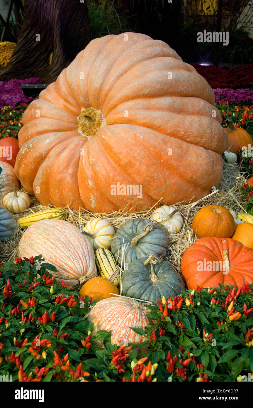 Giant Pumpkins on Display Stock Photo - Alamy