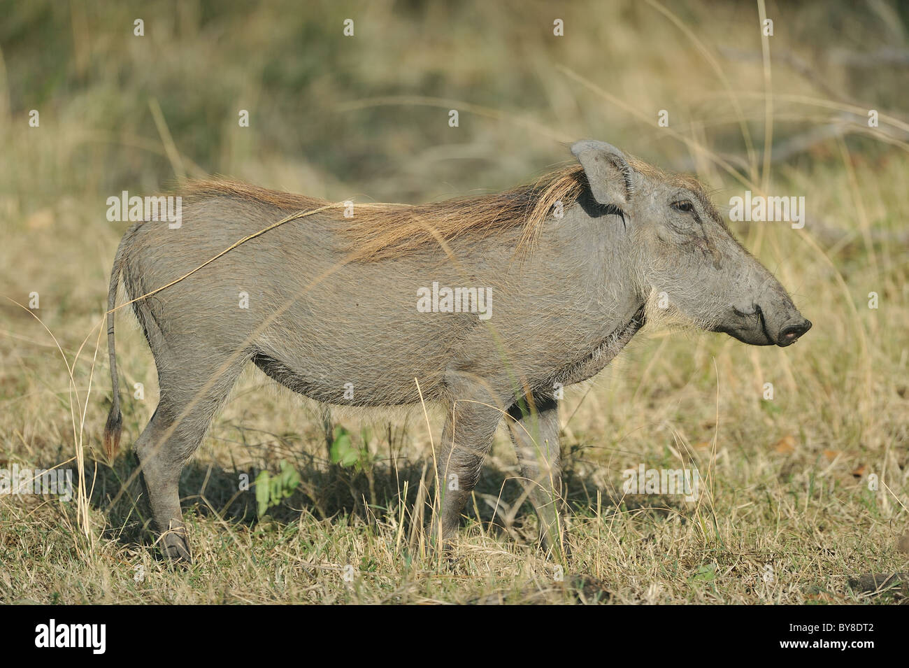 Desert warthog (Phacochoerus aethiopicus) standing in the grass ...