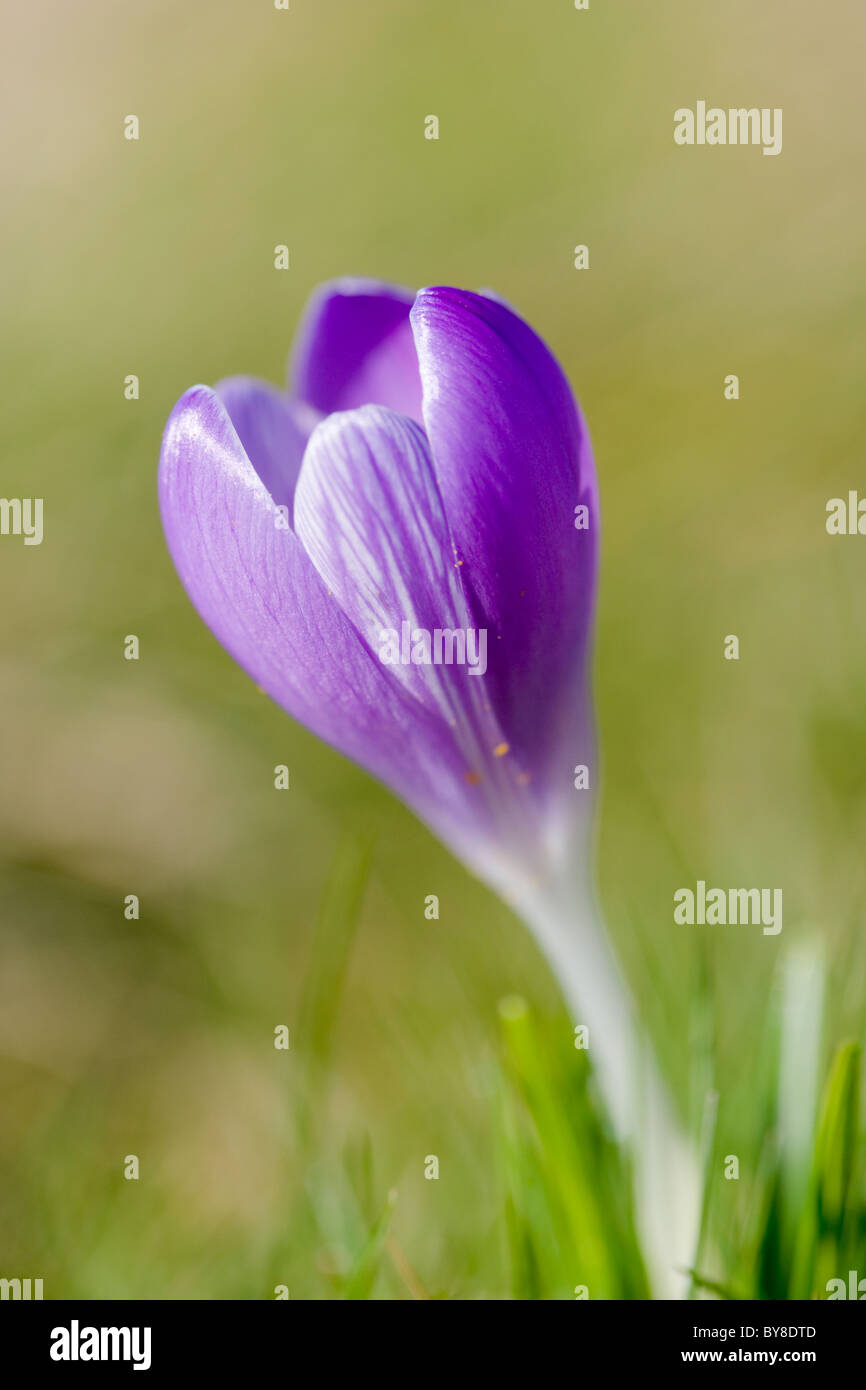 Spring crocus crocus vernus hi-res stock photography and images - Alamy